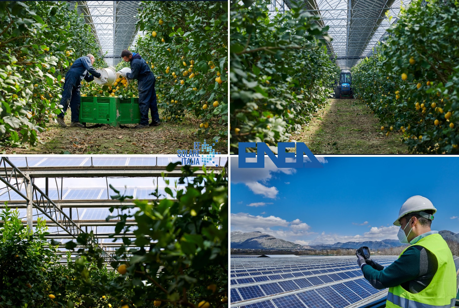 Agrivoltaico, impianto Enea/EF Solare Italia a Scalea | L’iniziativa